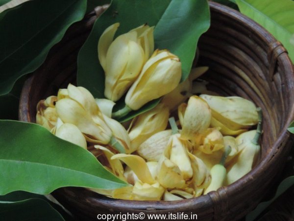 Sampige Mara | Champaka Tree | Flowering Trees | Ylang Ylang