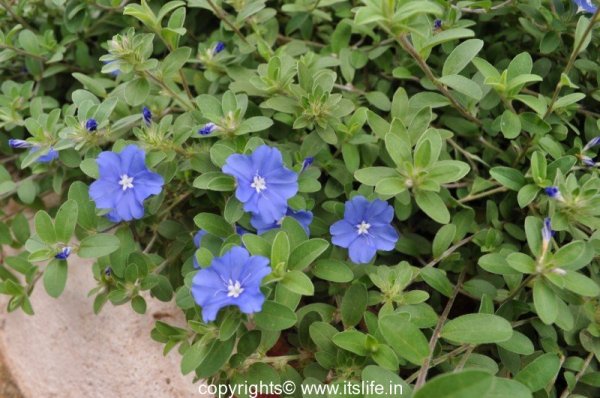 Vishnukranthi - Dwarf Morning Glory | itslife.in