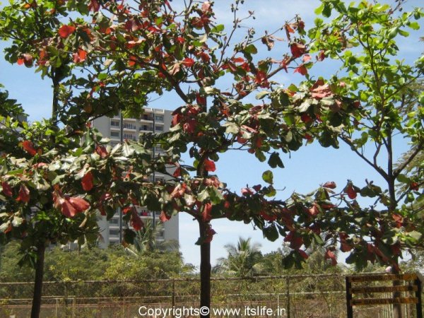Indian Almond Tree | itslife.in
