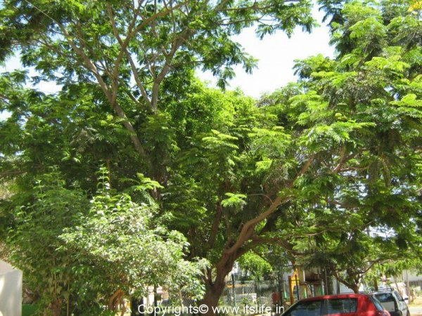 Copper Pod Tree | itslife.in