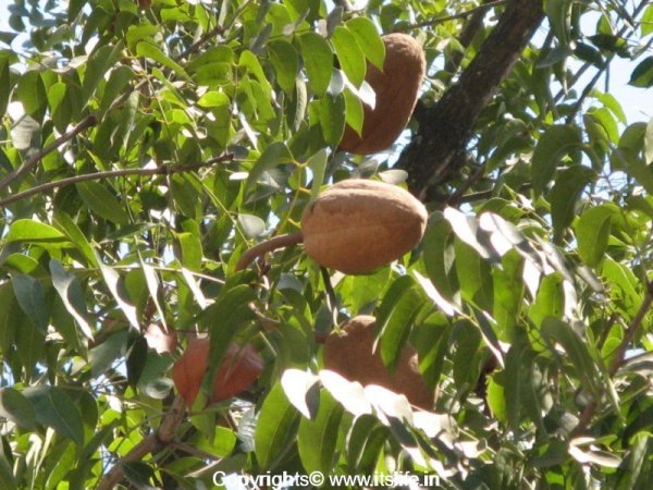 Mahogany Tree | Flowering Trees | Gardening