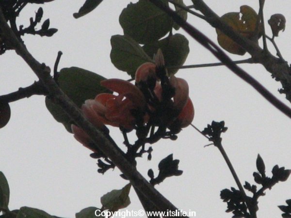 Palash Tree | Butea Monosperma | Dhak | Bastard Teak Tree