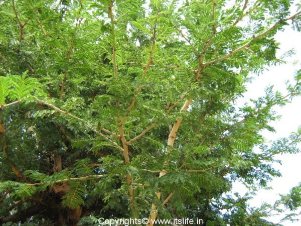 Banni Tree - Auspicious during Dasara festival