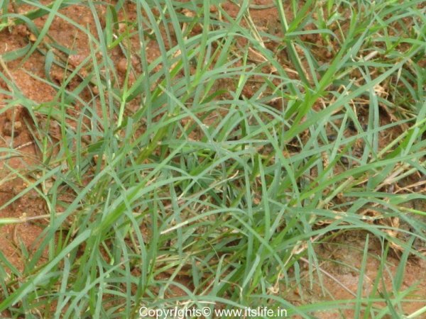 Durva Grass | Bermuda Grass | Durva Patra | Garke Hullu | Garike