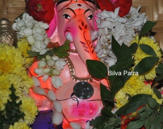 Bilva Tree | Aegle Marmelos | Rutaceae | Trees of India | Holy Trees of ...