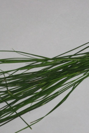 21 Patra Pooja to Lord Ganesha | itslife.in