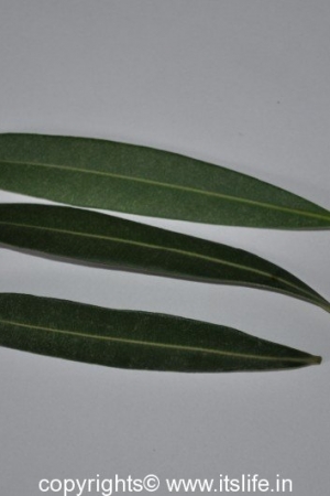 21 Patra Pooja to Lord Ganesha | itslife.in