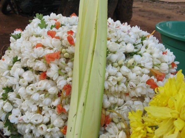 Kewda Tree | Pandanus odorifer | Kedage | Tale Hoovu | Ketaki