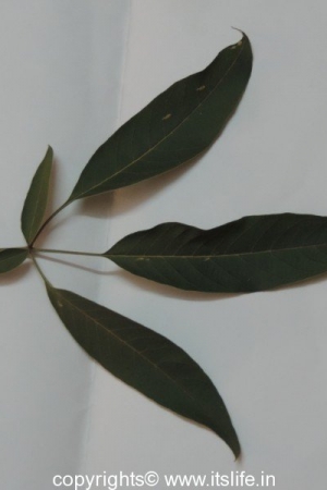 21 Patra Pooja to Lord Ganesha | itslife.in