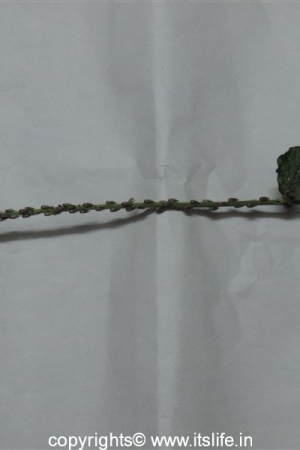 21 Patra Pooja to Lord Ganesha | itslife.in