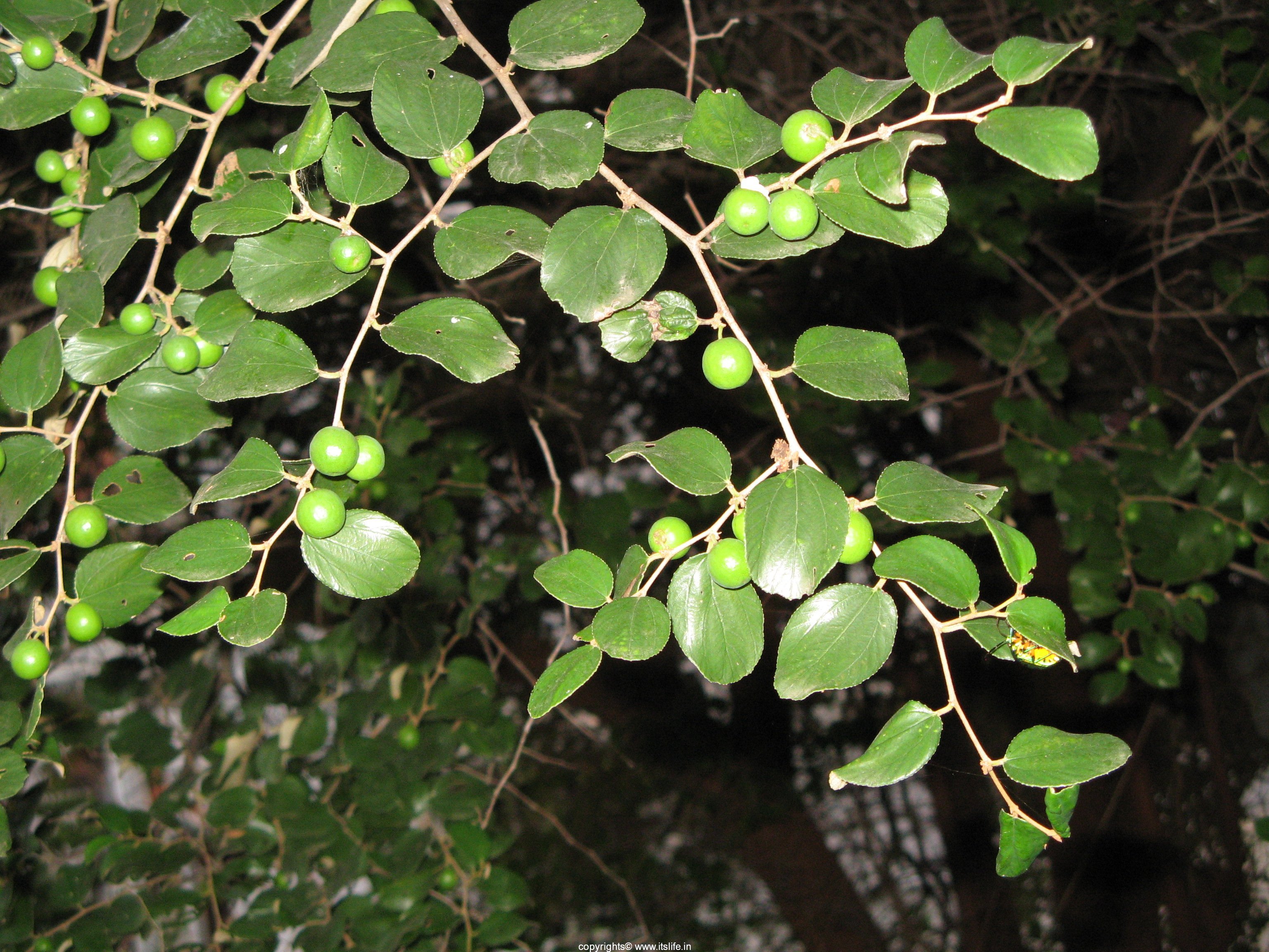 21 Patra Pooja to Lord Ganesha | itslife.in