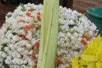 Kewda Tree | Pandanus odorifer | Kedage | Tale Hoovu | Ketaki