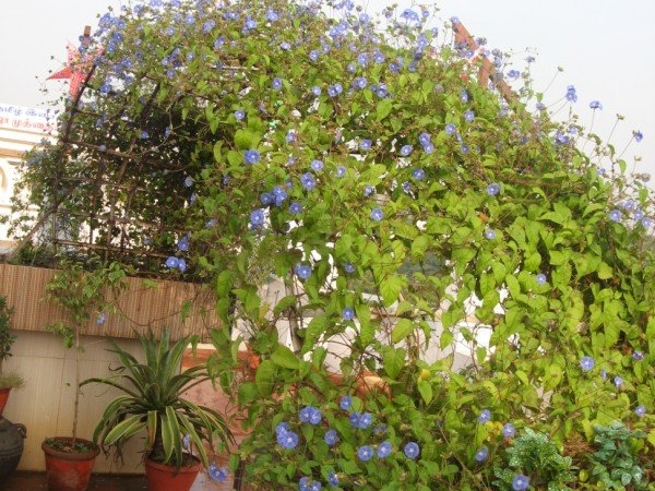 Blue Cluster Vine | itslife.in