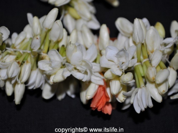 Sanna Marale or Sanna Mallige | itslife.in