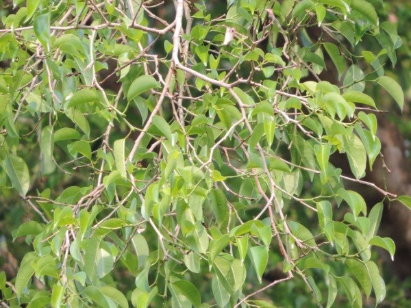 Padauk Tree | itslife.in