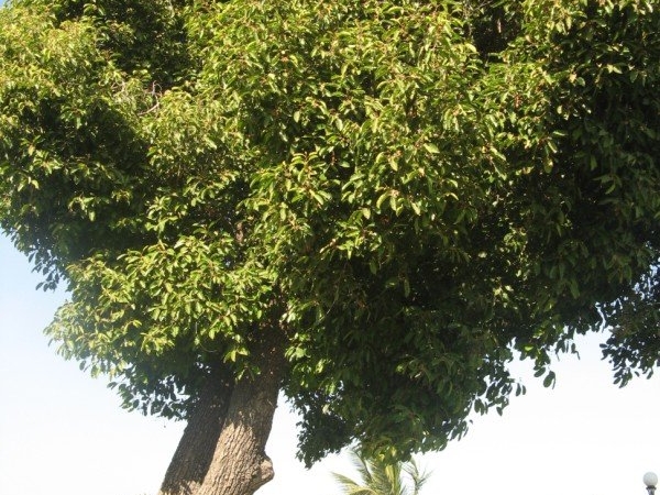 Bakula Tree | Mimusops Elengi | Spanish Cherry Tree | Bullet Wood Tree
