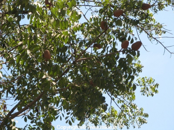 Mahogany Tree | Flowering Trees | Gardening