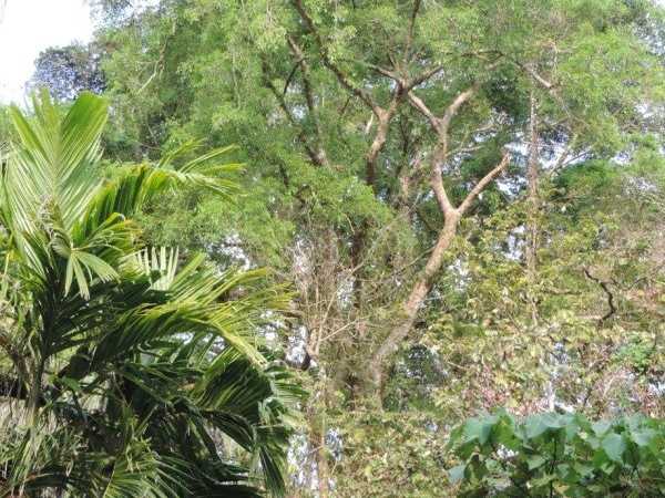 Padauk Tree | itslife.in