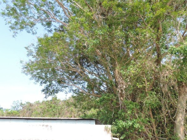 Padauk Tree | itslife.in