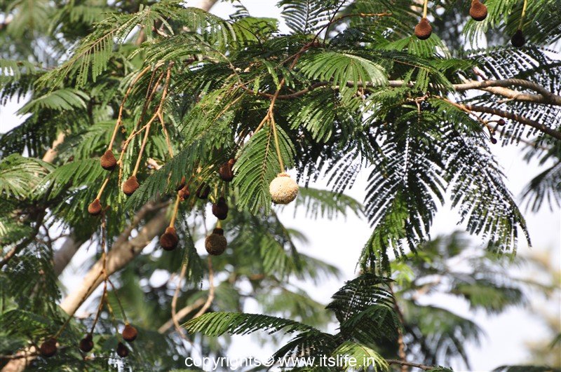 African locust tree Archives | itslife.in