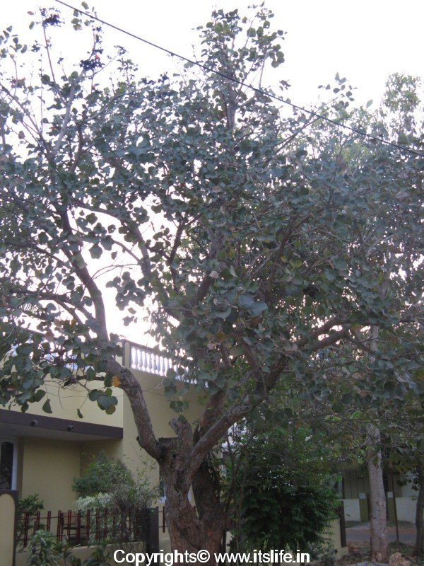 Palash Tree | Butea Monosperma | Dhak | Bastard Teak Tree