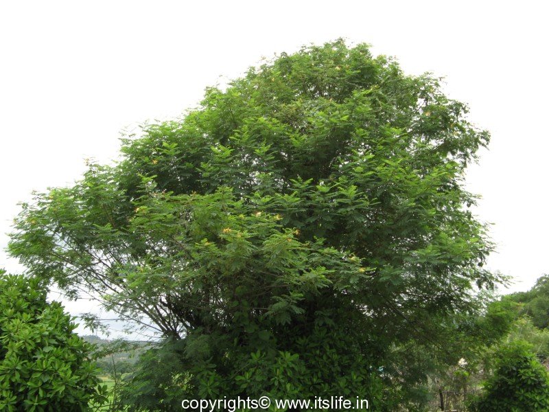 White Gulmohar Tree | itslife.in