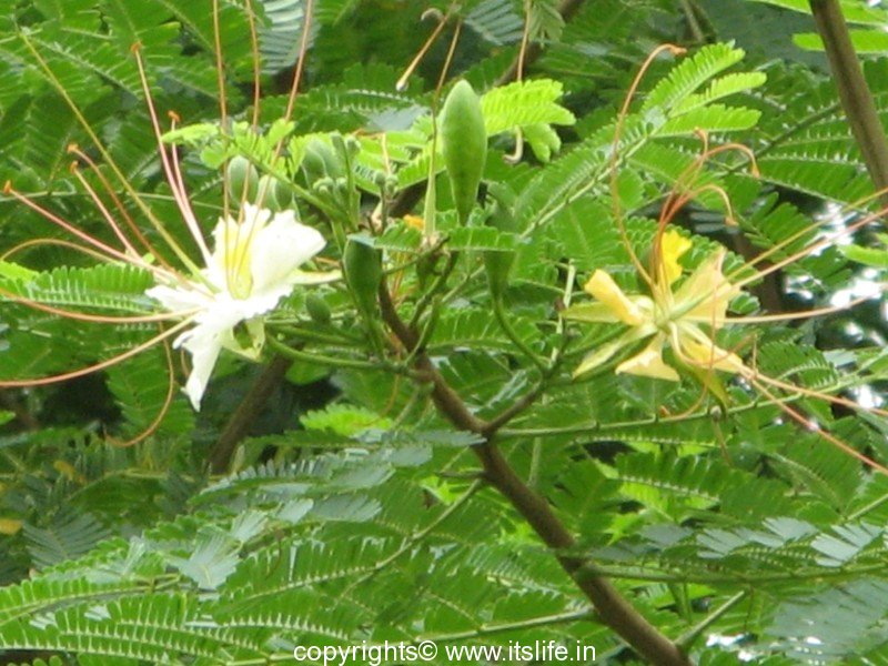 White Gulmohar Tree | itslife.in
