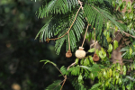 Badminton Ball Tree - African Locust Tree - Gong-stick Tree | itslife.in