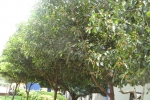 Bakula Tree | Mimusops Elengi | Spanish Cherry Tree | Bullet Wood Tree