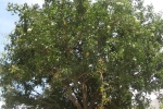 Bilva Tree | Aegle Marmelos | Rutaceae | Trees of India | Holy Trees of ...