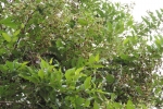 Parijata Tree - Coral Jasmine Tree - Har Singar Tree | itslife.in