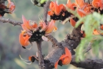 Palash Tree | Butea Monosperma | Dhak | Bastard Teak Tree
