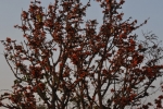 Palash Tree | Butea Monosperma | Dhak | Bastard Teak Tree