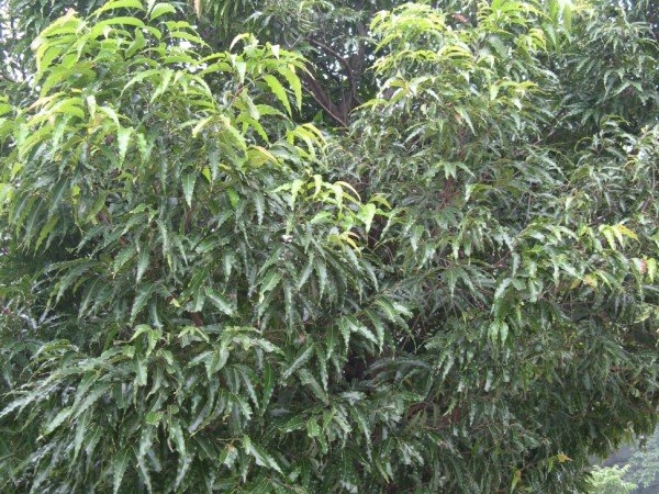 Mast Tree | Ashoka Tree | Cemetry Tree | Ubbina | Trees | Gardening