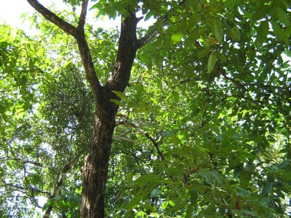 Crocodile Bark Tree | Trees of India | Gardening | Matti