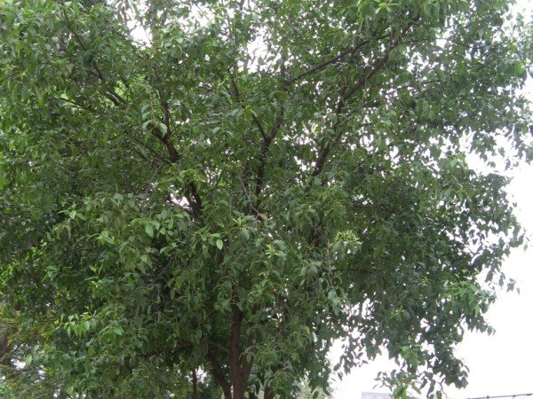 Sandalwood Tree | Chandan Tree | Gardening | Indian Trees