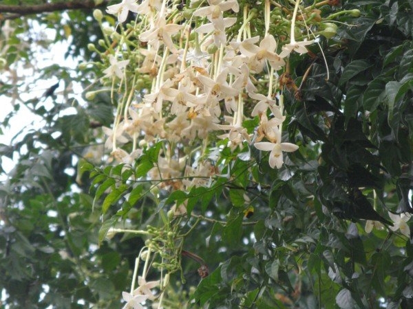 Akash Mallige Tree | Indian Cork Tree | Gardening | Trees