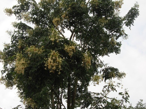 Akash Mallige Tree | Indian Cork Tree | Gardening | Trees