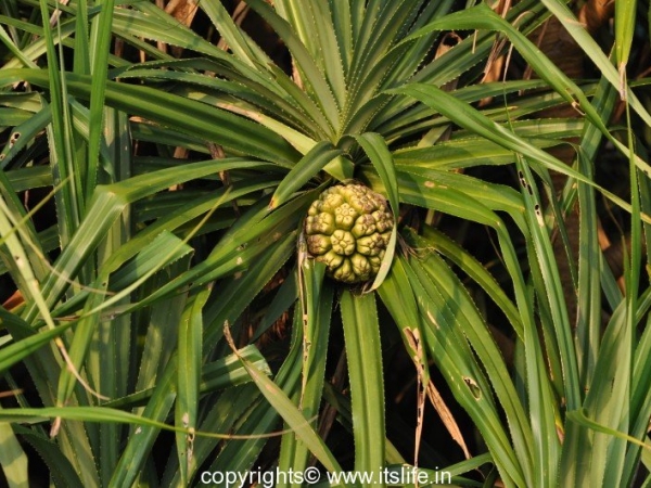 Kewda Tree | Pandanus odorifer | Kedage | Tale Hoovu | Ketaki