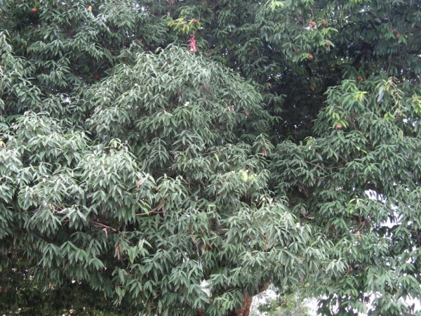 Naga Sampige - Ceylon Ironwood Tree