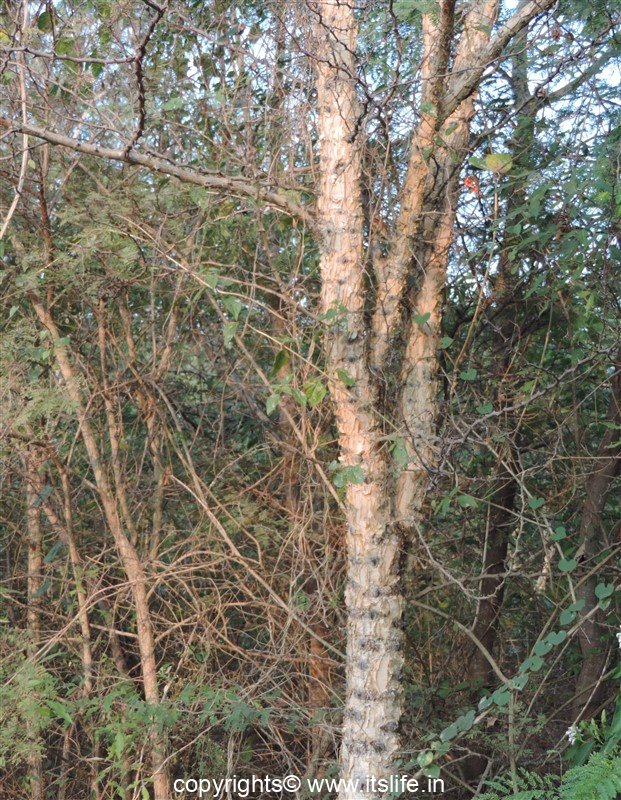 gardening | itslife.in