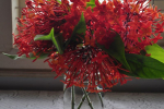 Bandhuka, Flame of the woods, Ixora coccinea, Jungle Geranium ...