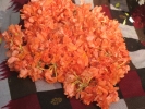 Crossandra | Kanakambara | Gardening | Flowering Plants