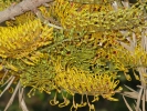 Silver Oak Tree | Gardening | Tropical Trees | Grevillea robusta