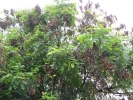 Gulgangi Tree - The tree with the most beautiful seeds