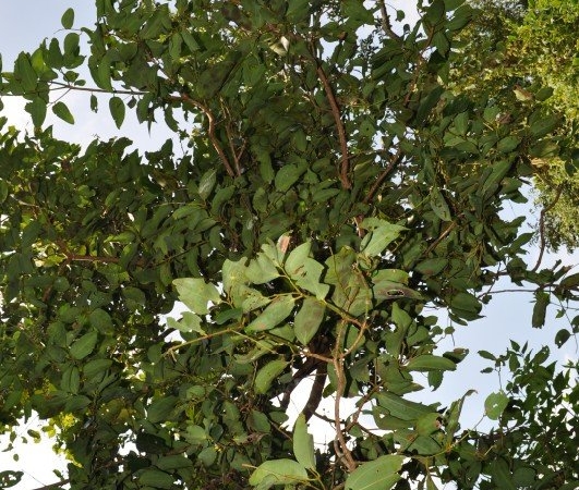 Indian Bay Leaf Tree | itslife.in