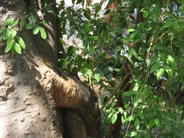 Sandalwood Tree | Chandan Tree | Gardening | Indian Trees