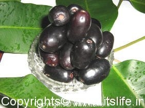 Nerale Hannu | Jamun Fruit | Jambul | Black Plum | Java Plum