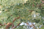 Drumstick Tree | Nuggekayi | Moringaceae Moringa Oleifera