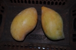 Types of Manoges | Varieties of Mangoes | Indian Mangoes